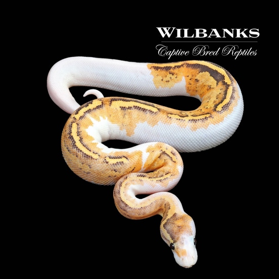 Super Fire Paradox Ball Python by Wilbanks Captive Bred Reptiles