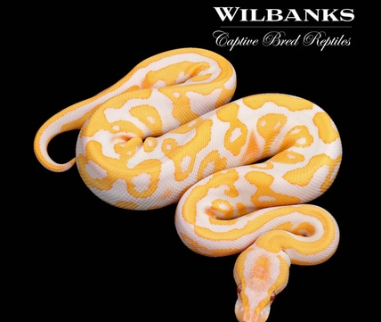 Wilbanks Captive Bred Reptiles - MorphMarket