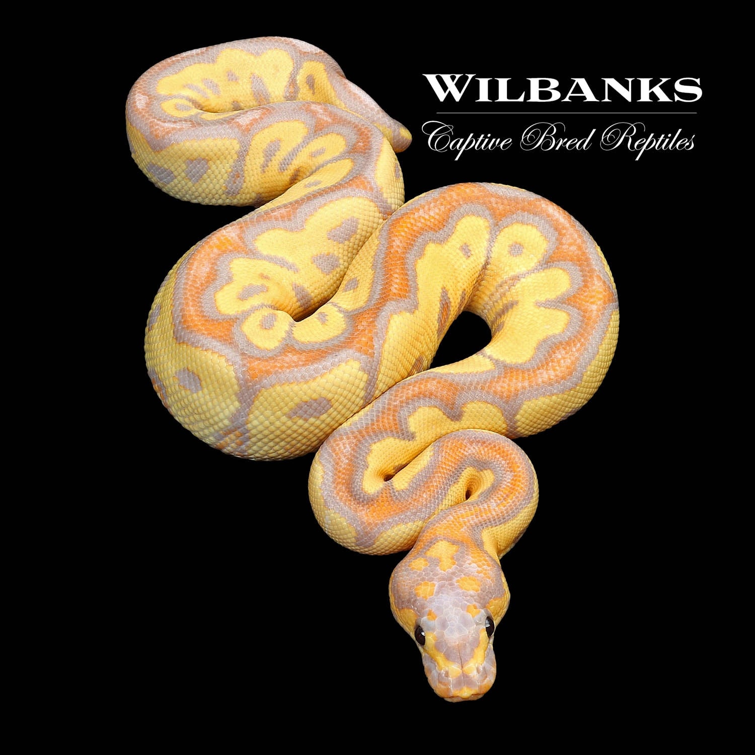 Banana Yellow Belly Clown Ball Python by Wilbanks Captive Bred Reptiles ...