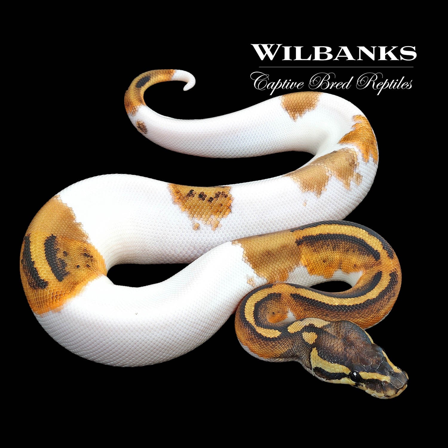 Pied Paradox Ball Python by Wilbanks Captive Bred Reptiles - MorphMarket