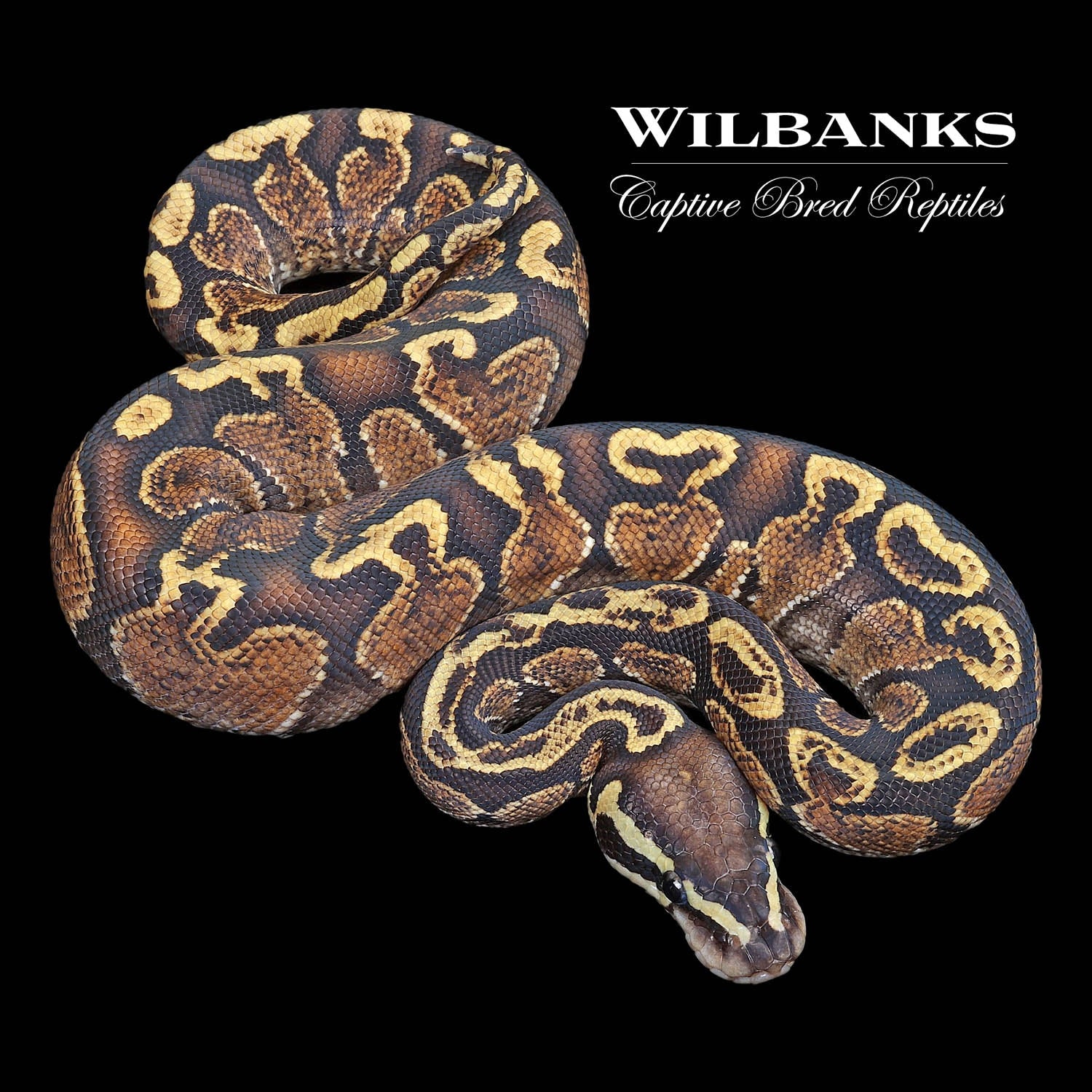 GHI Spark Ball Python by Wilbanks Captive Bred Reptiles - MorphMarket