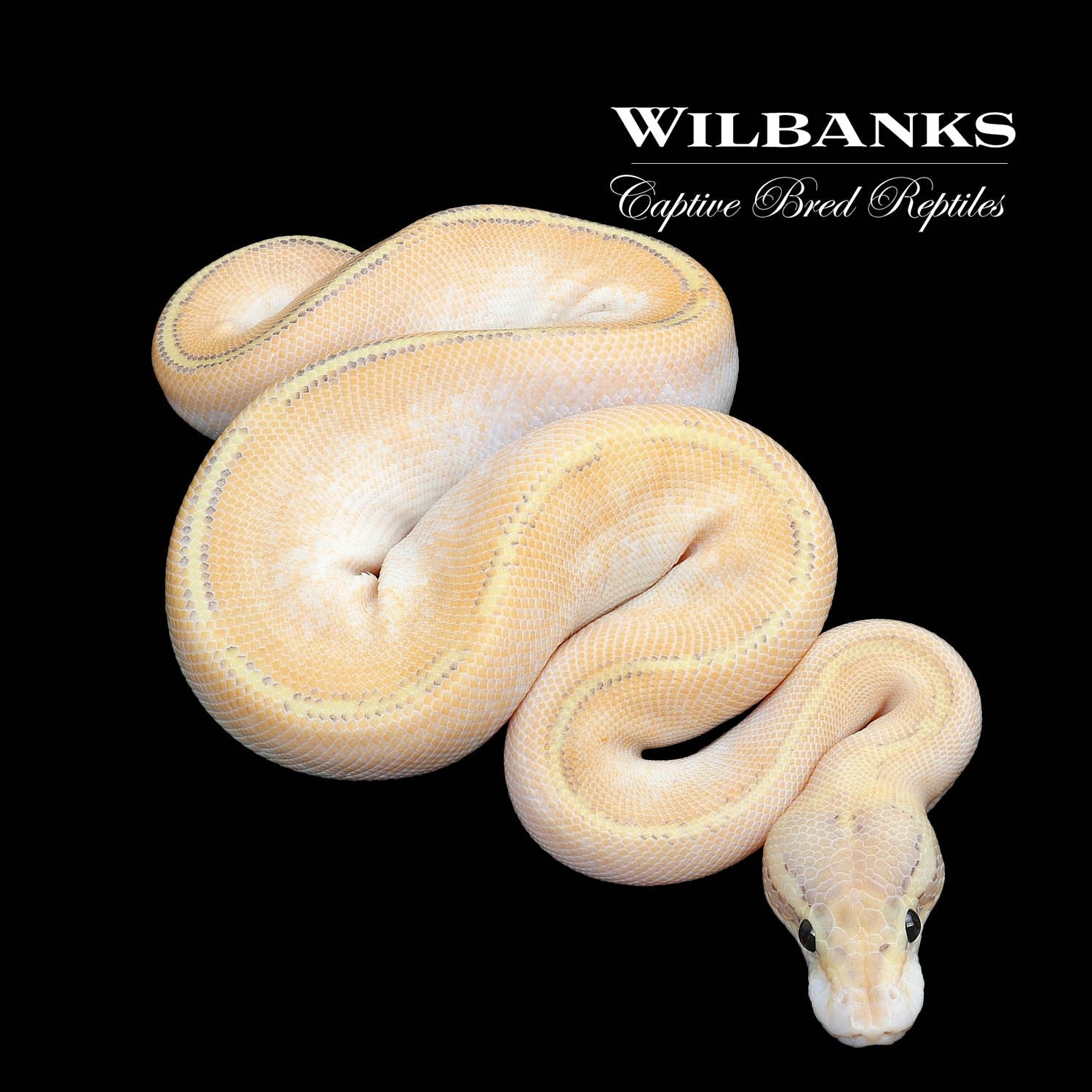 GHI Puma Ball Python by Wilbanks Captive Bred Reptiles - MorphMarket