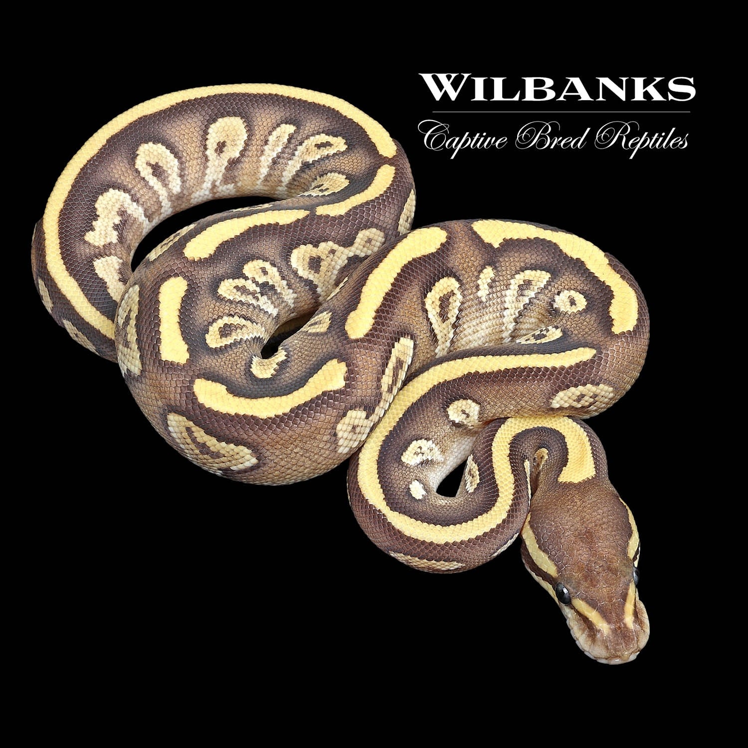 Mojave Fire Ball Python by Wilbanks Captive Bred Reptiles - MorphMarket