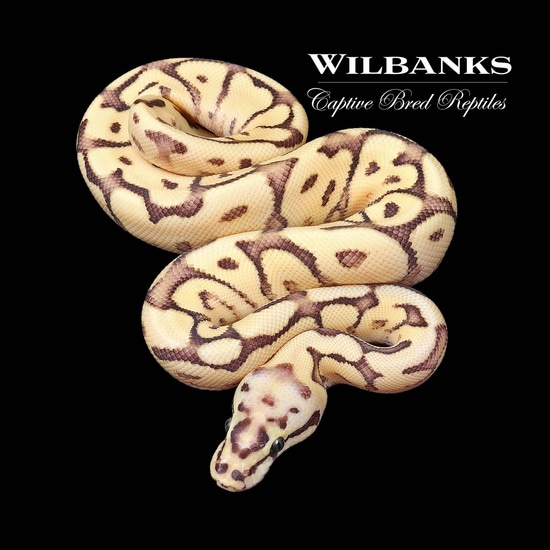 Fire Queen Bee Ball Python by Wilbanks Captive Bred Reptiles