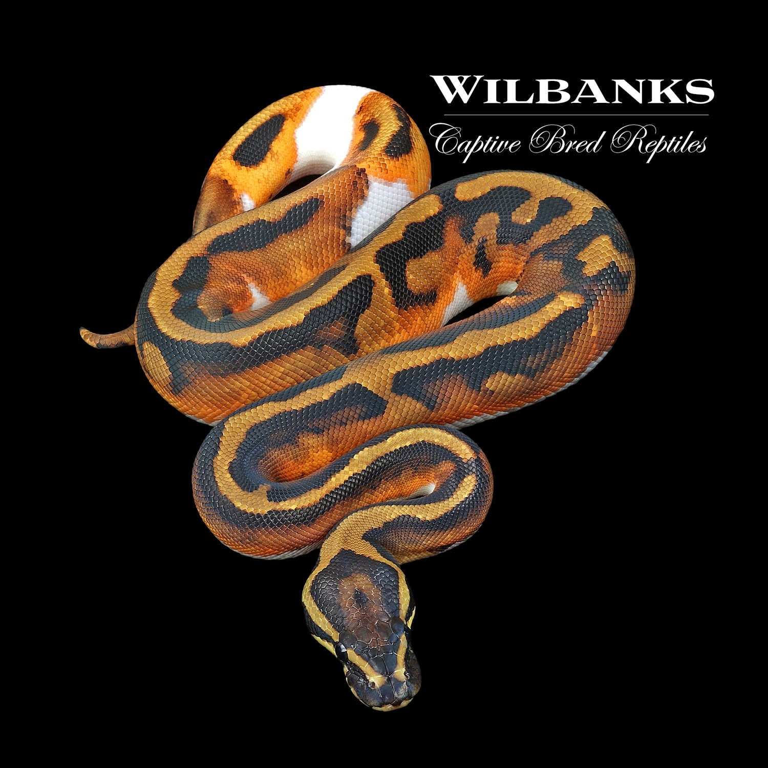 Pied Ball Python by Wilbanks Captive Bred Reptiles - MorphMarket