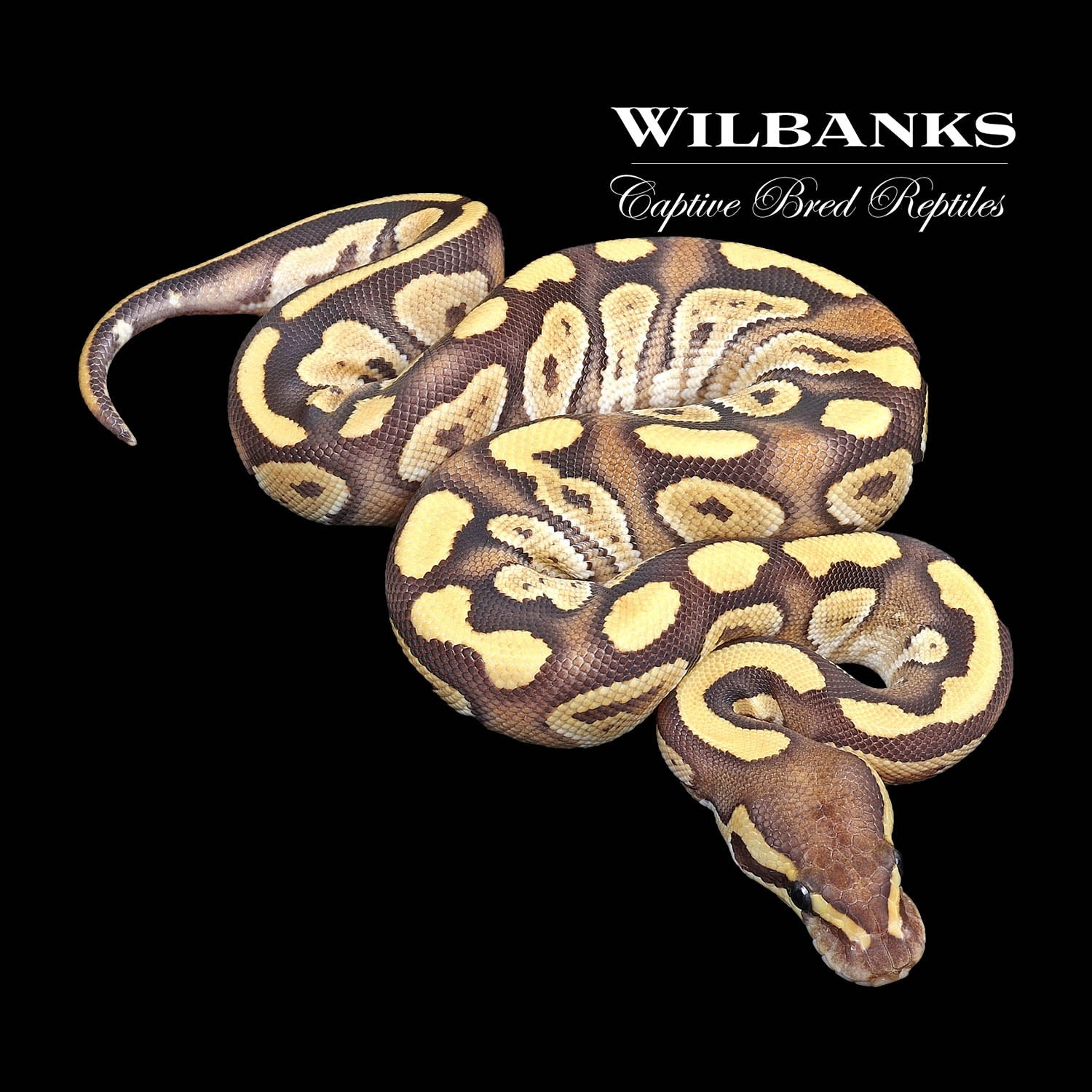 Mojave Fire Ball Python by Wilbanks Captive Bred Reptiles - MorphMarket
