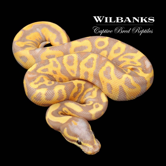 Banana Leopard Ball Python by Wilbanks Captive Bred Reptiles - MorphMarket