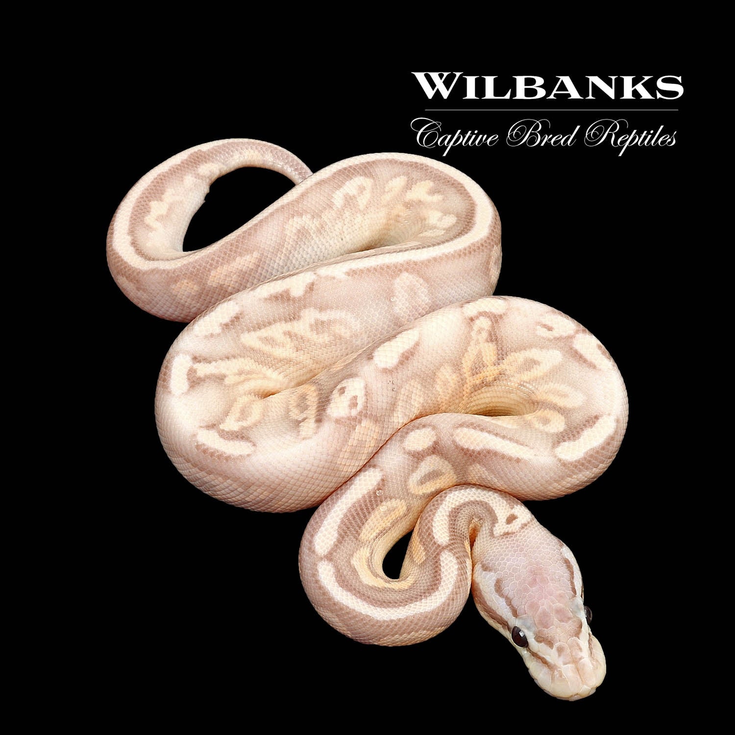 Banana Pewter Yellow Belly Ball Python by Wilbanks Captive Bred ...