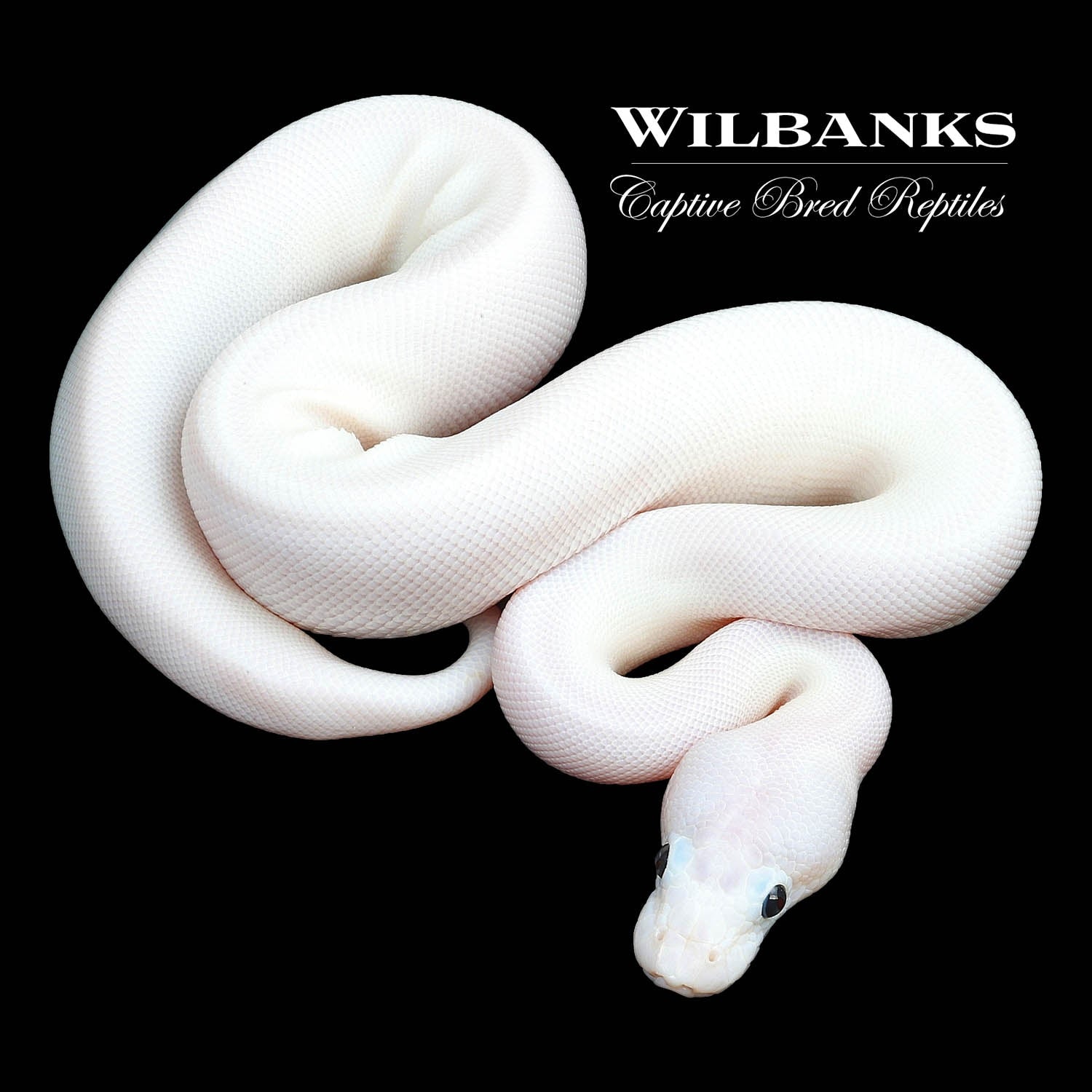 Super Fire (Perfect-No Yellow) Ball Python by Wilbanks Captive Bred ...
