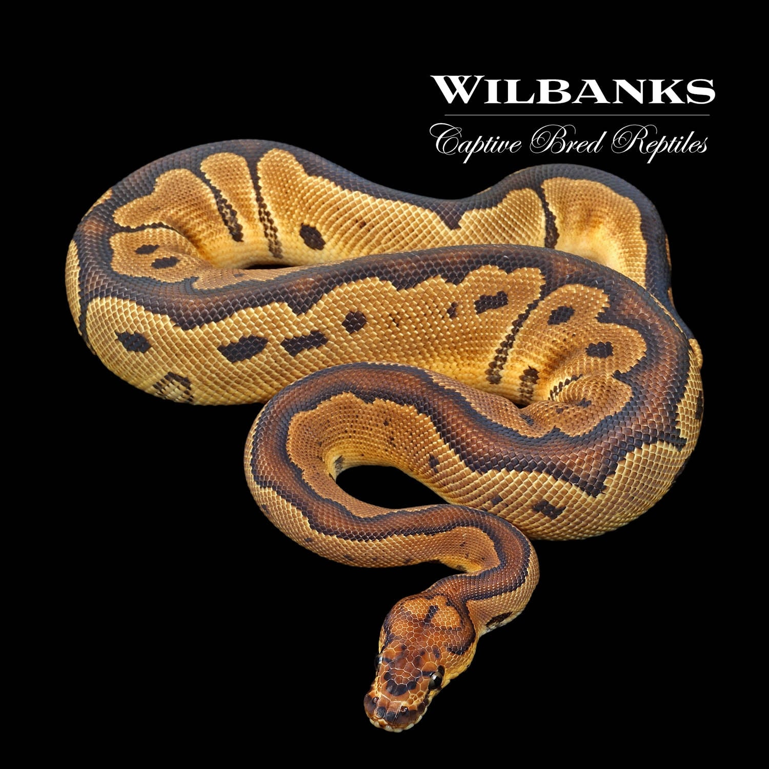 Clown Ball Python by Wilbanks Captive Bred Reptiles - MorphMarket