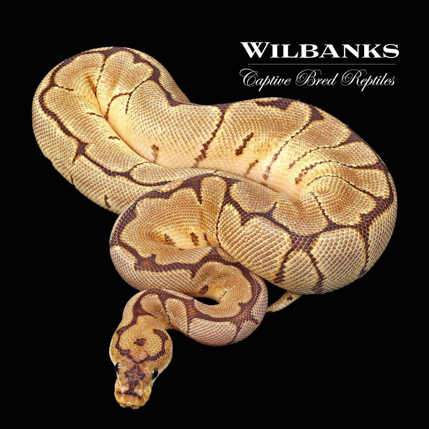 Spider Clown Ball Python by Wilbanks Captive Bred Reptiles - MorphMarket