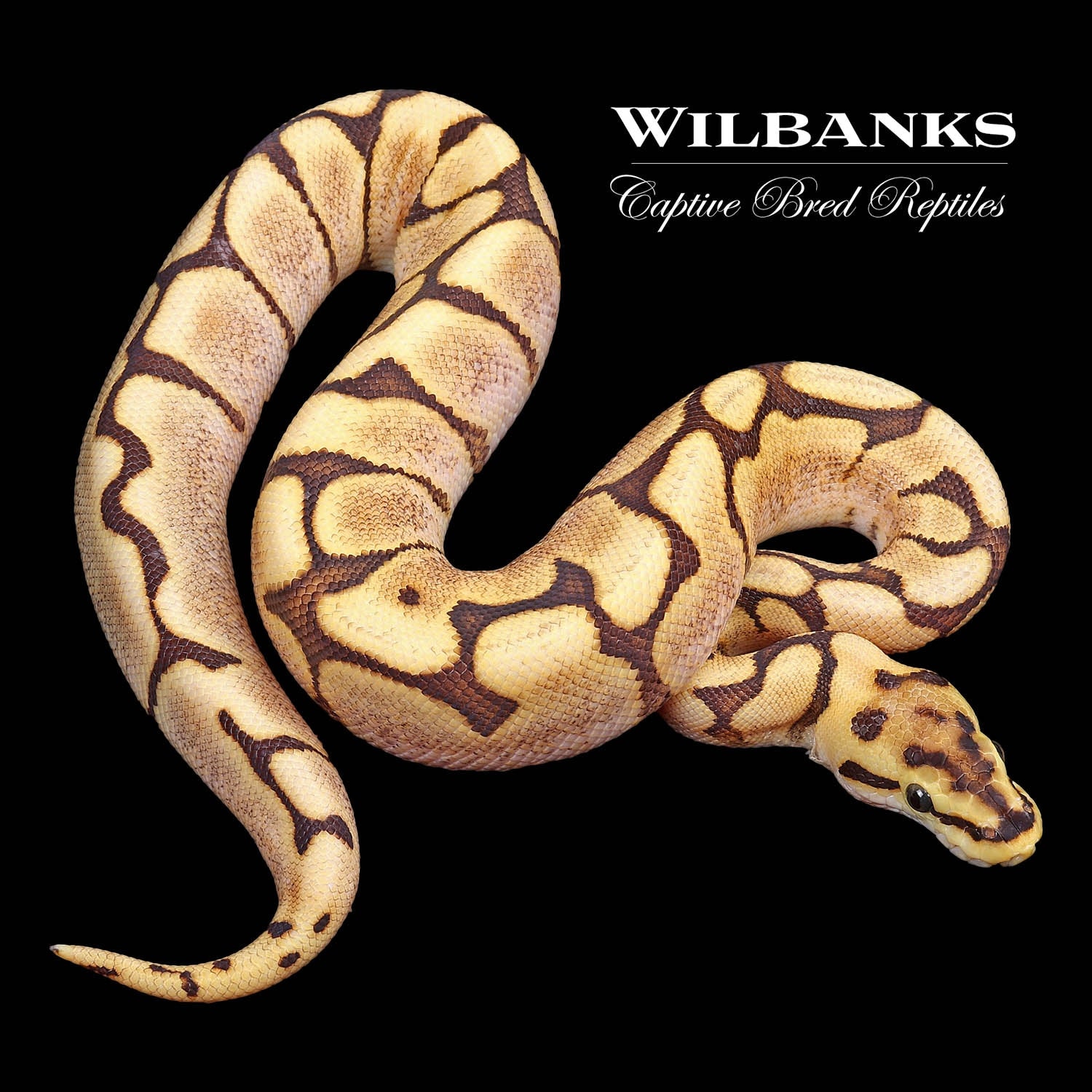 Fire Spider Ball Python by Wilbanks Captive Bred Reptiles - MorphMarket