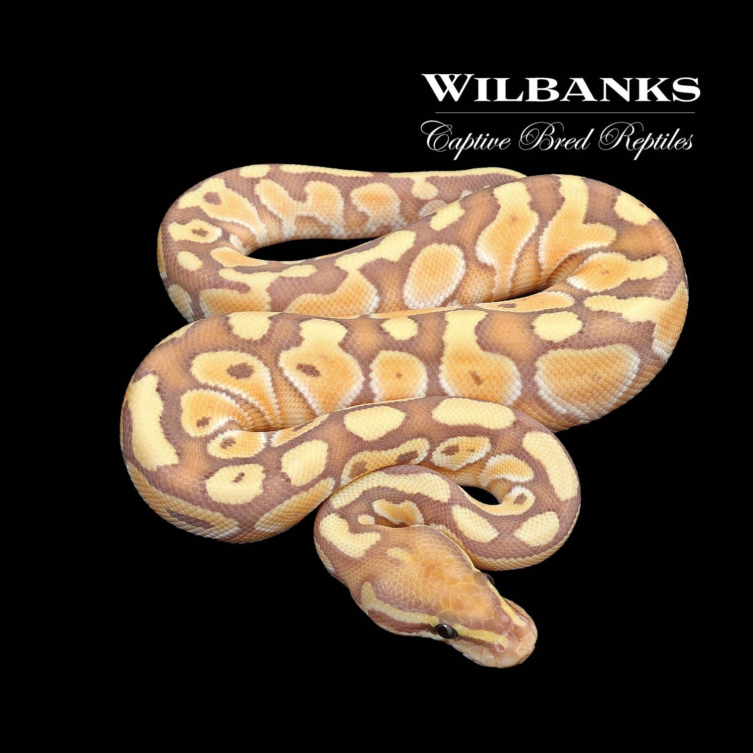 Banana Butter Ball Python by Wilbanks Captive Bred Reptiles - MorphMarket