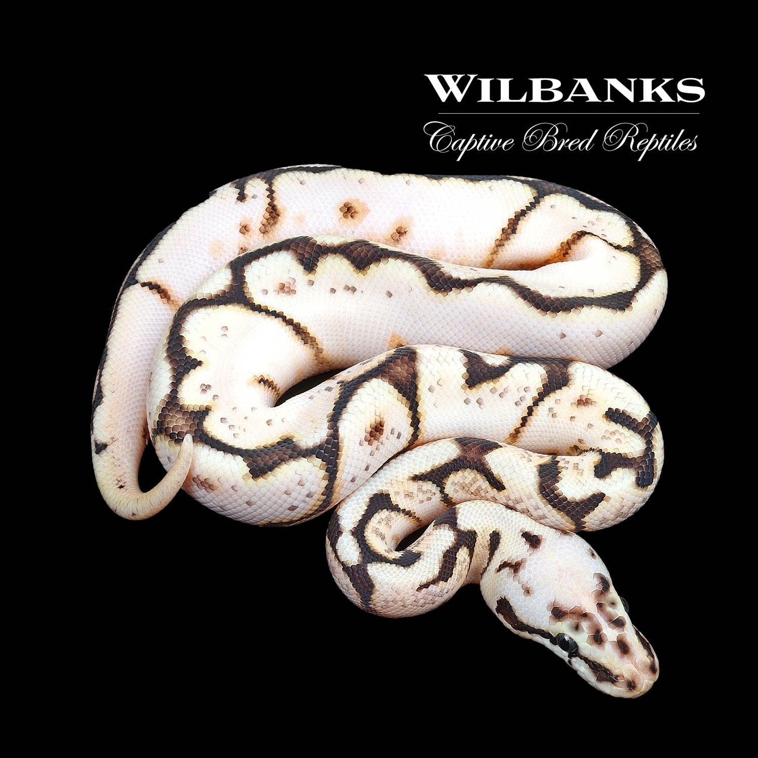 Bumble Bee Yellow Belly Ball Python by Wilbanks Captive Bred Reptiles ...