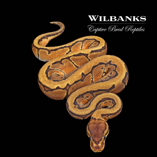 Orange Dream Pinstripe Ball Python by Wilbanks Captive Bred Reptiles