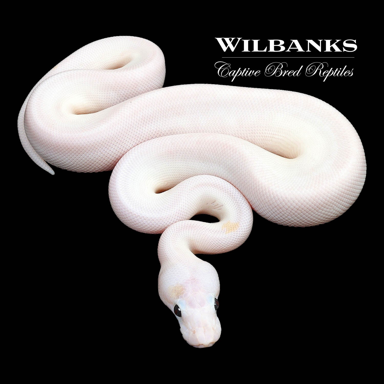 Super Fire Ball Python by Wilbanks Captive Bred Reptiles - MorphMarket