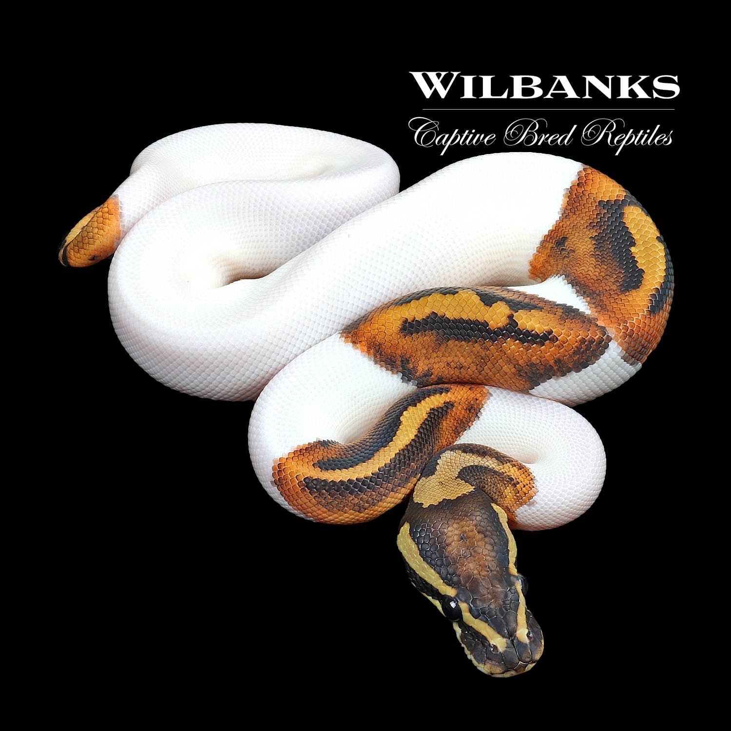 Pied Ball Python by Wilbanks Captive Bred Reptiles - MorphMarket