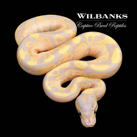 Banana Fire Ball Python by Wilbanks Captive Bred Reptiles