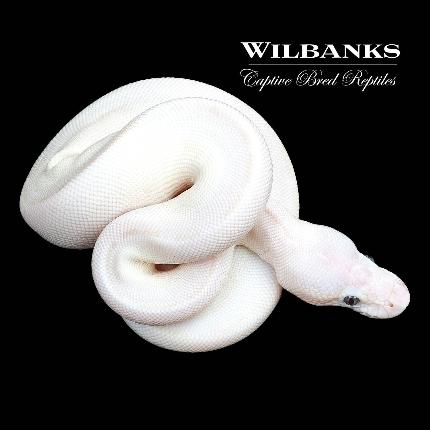 Blue Eyed Leucistic (Lucy) (Butter Mocha) Ball Python by Wilbanks ...