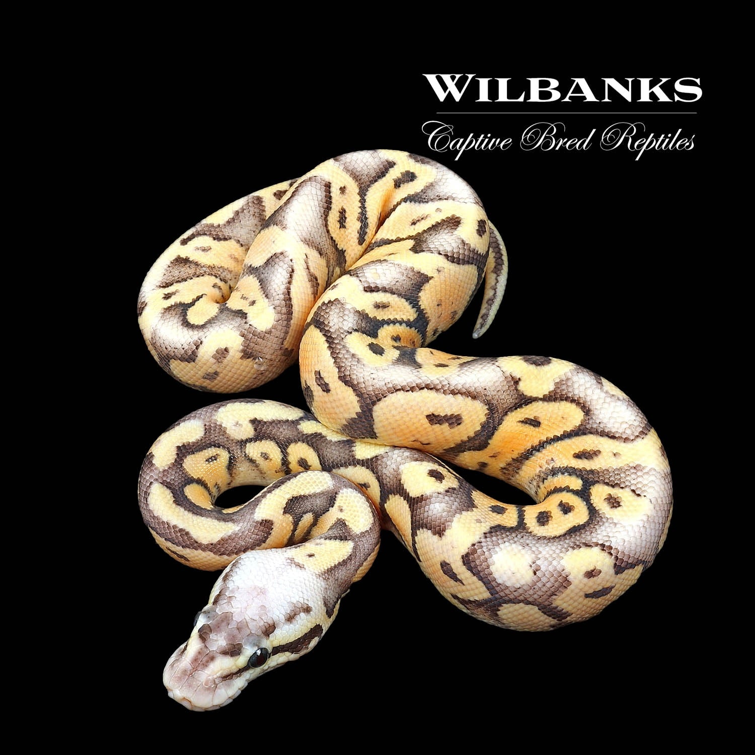SuperFly Ball Python by Wilbanks Captive Bred Reptiles - MorphMarket