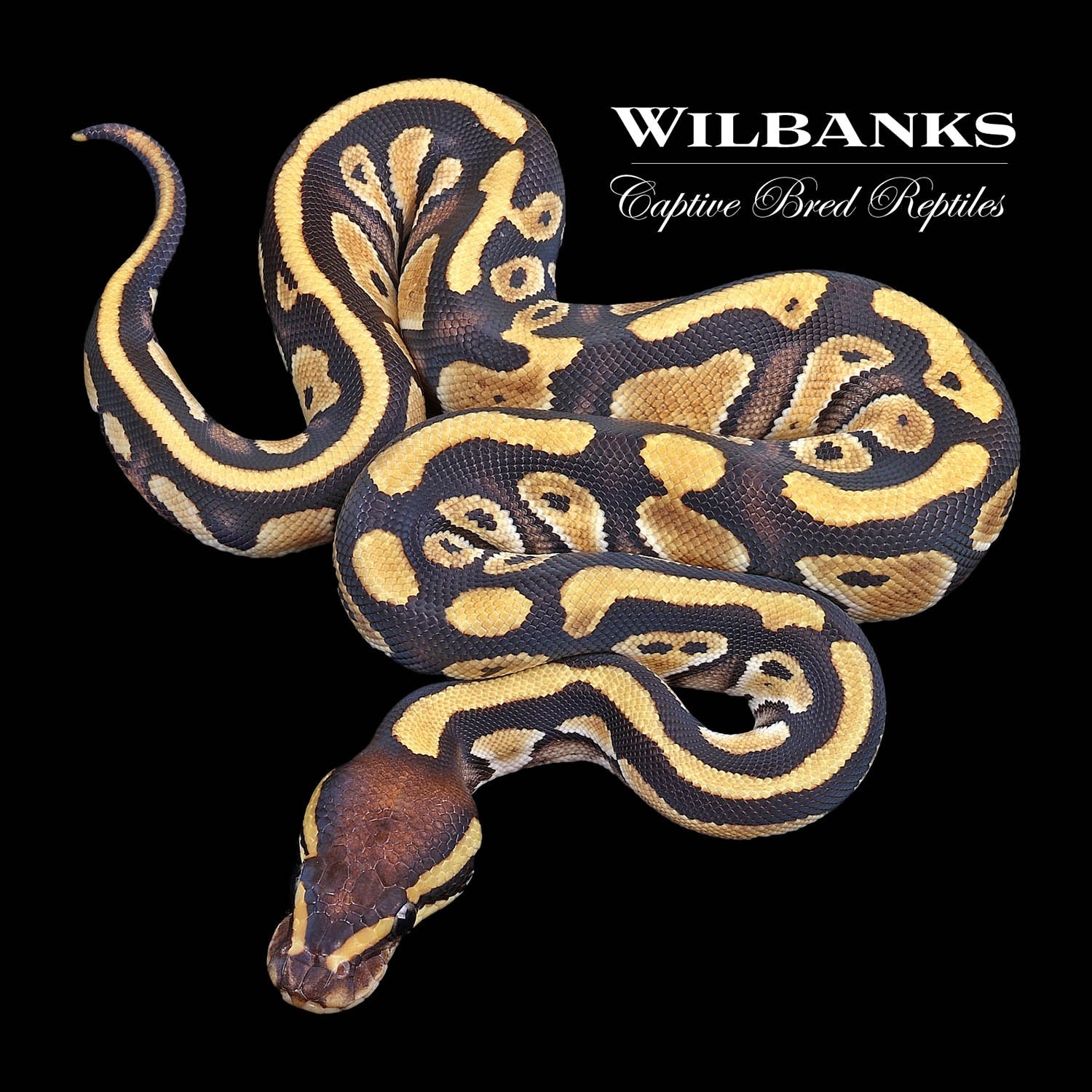 Phantom 100% Het. Pied Ball Python by Wilbanks Captive Bred Reptiles ...