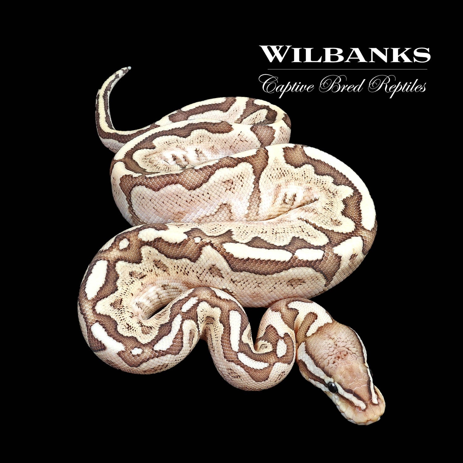 Pastel Bamboo Ball Python by Wilbanks Captive Bred Reptiles - MorphMarket