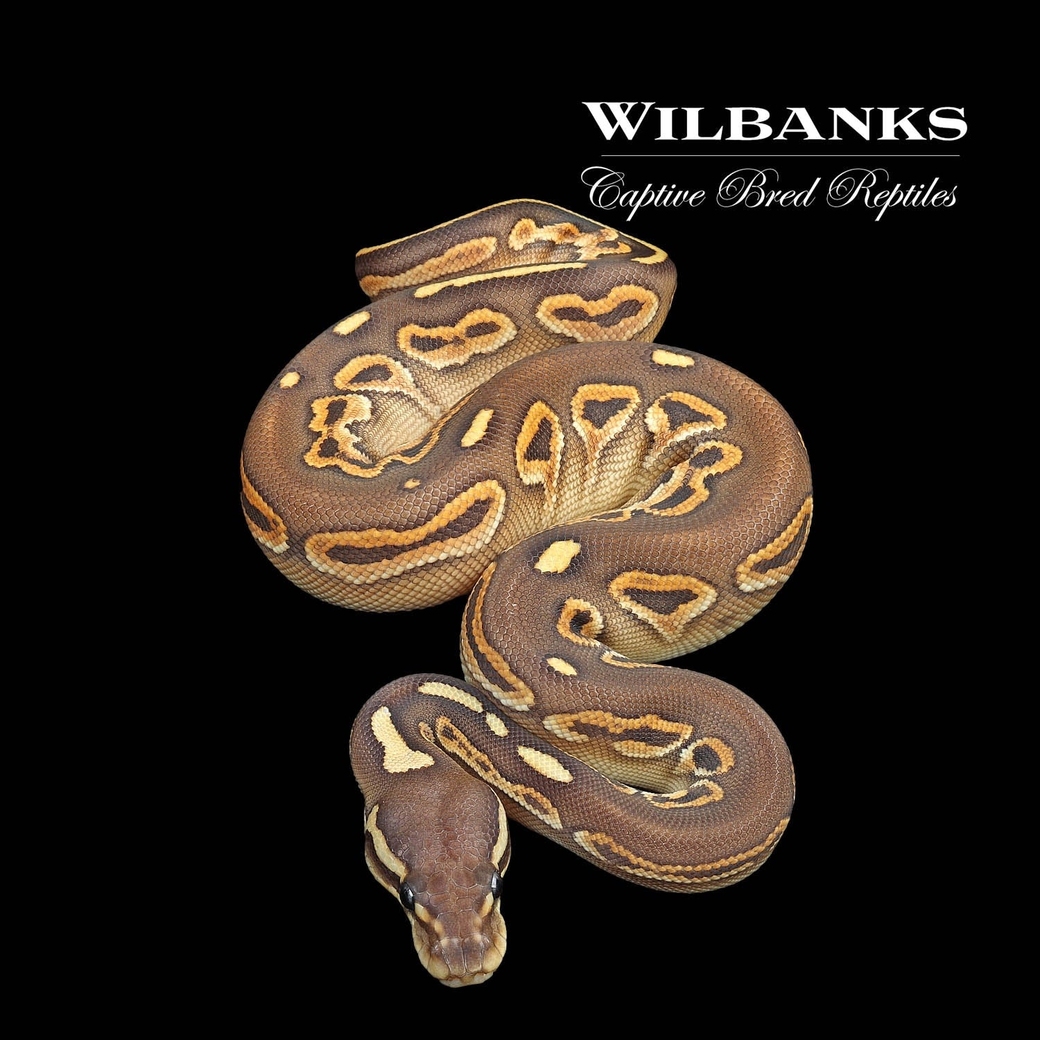 Black Pastel Butter 100% Het. Orange Crush Ball Python by Wilbanks ...