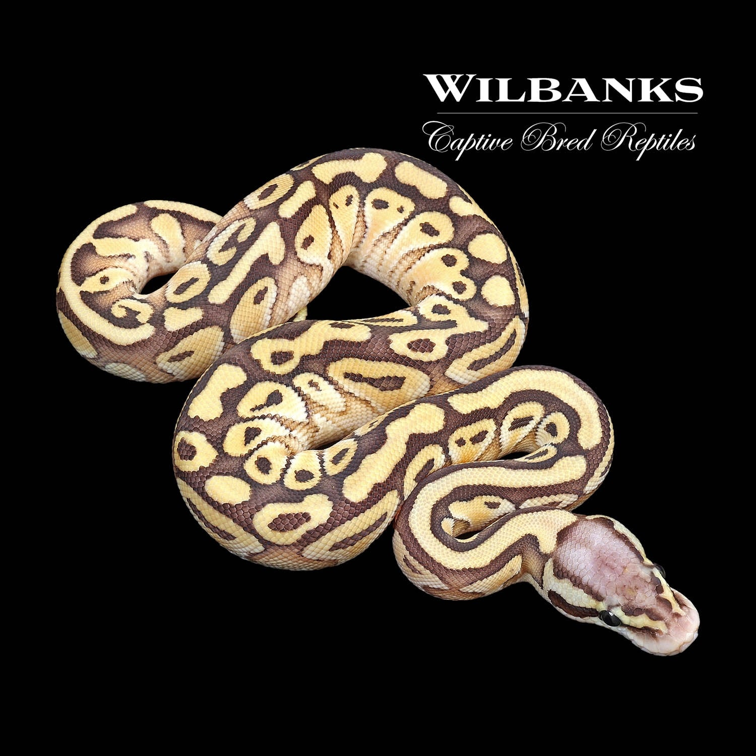 Pastel Butter 100% Het. Clown Ball Python by Wilbanks Captive Bred ...