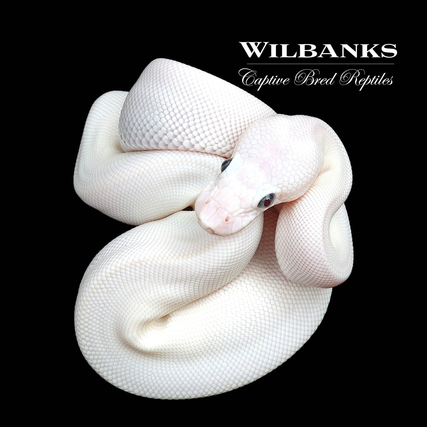 Blue Eyed Lucy (Super Butter) Ball Python by Wilbanks Captive Bred ...