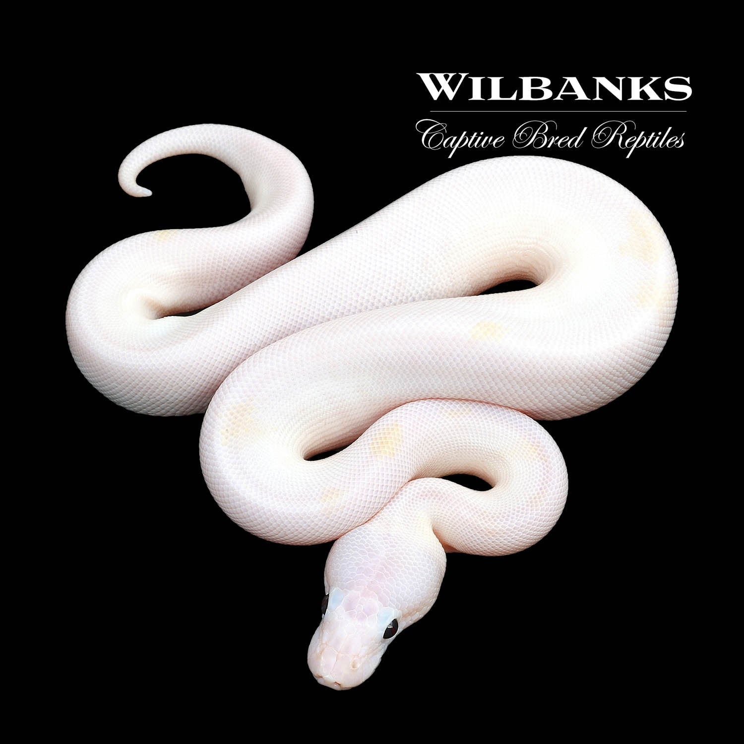 Super Fire Ball Python by Wilbanks Captive Bred Reptiles - MorphMarket