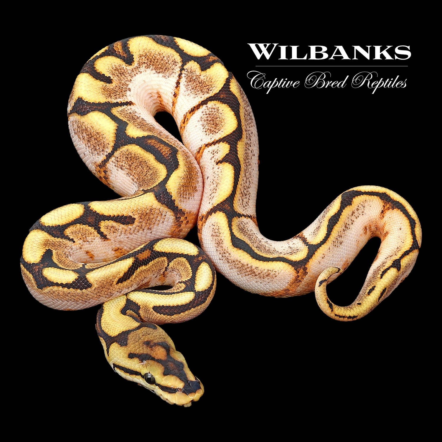 Fire Spider Yellow Belly Sugar Ball Python by Wilbanks Captive Bred ...