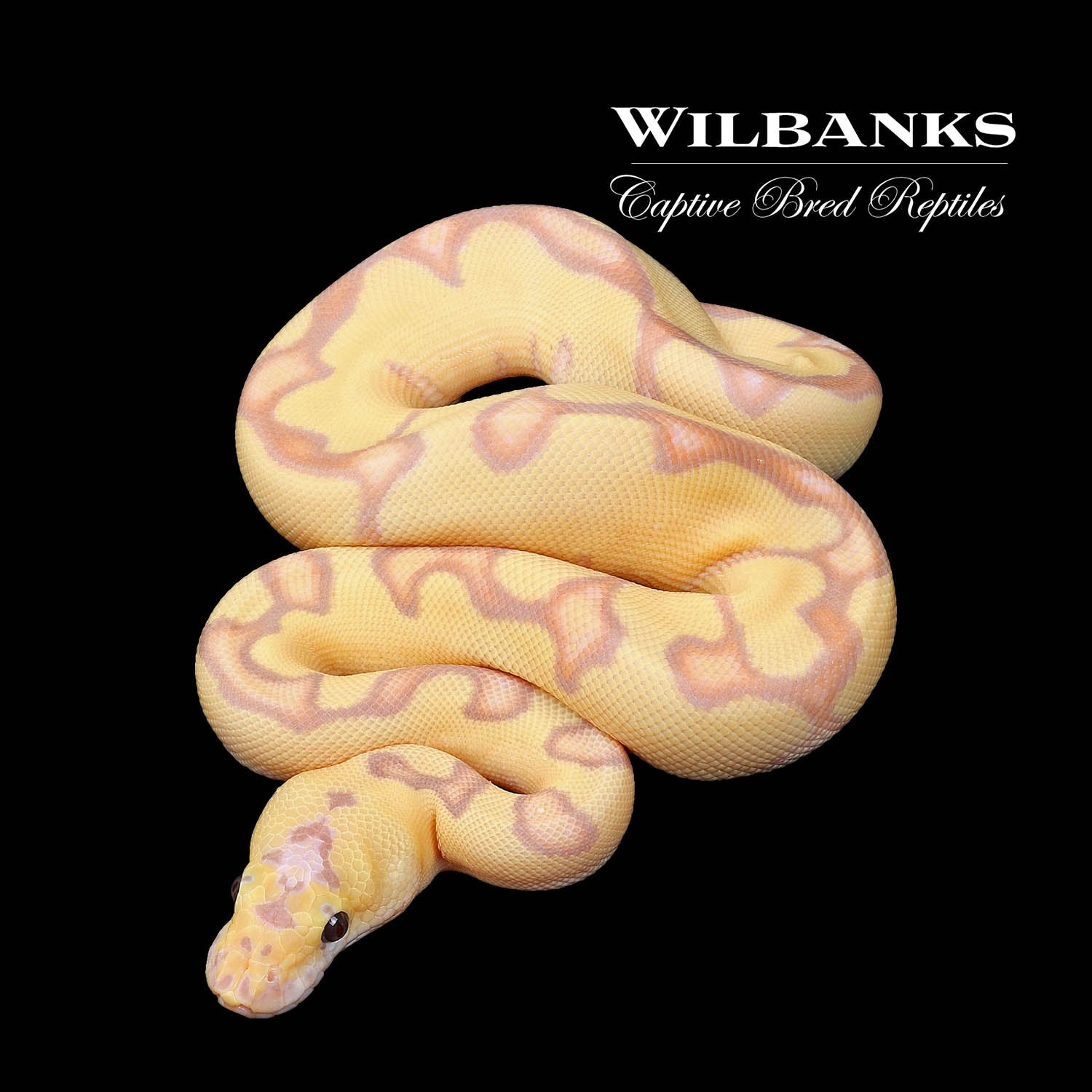 Banana Firefly Enchi Clown Ball Python by Wilbanks Captive Bred ...