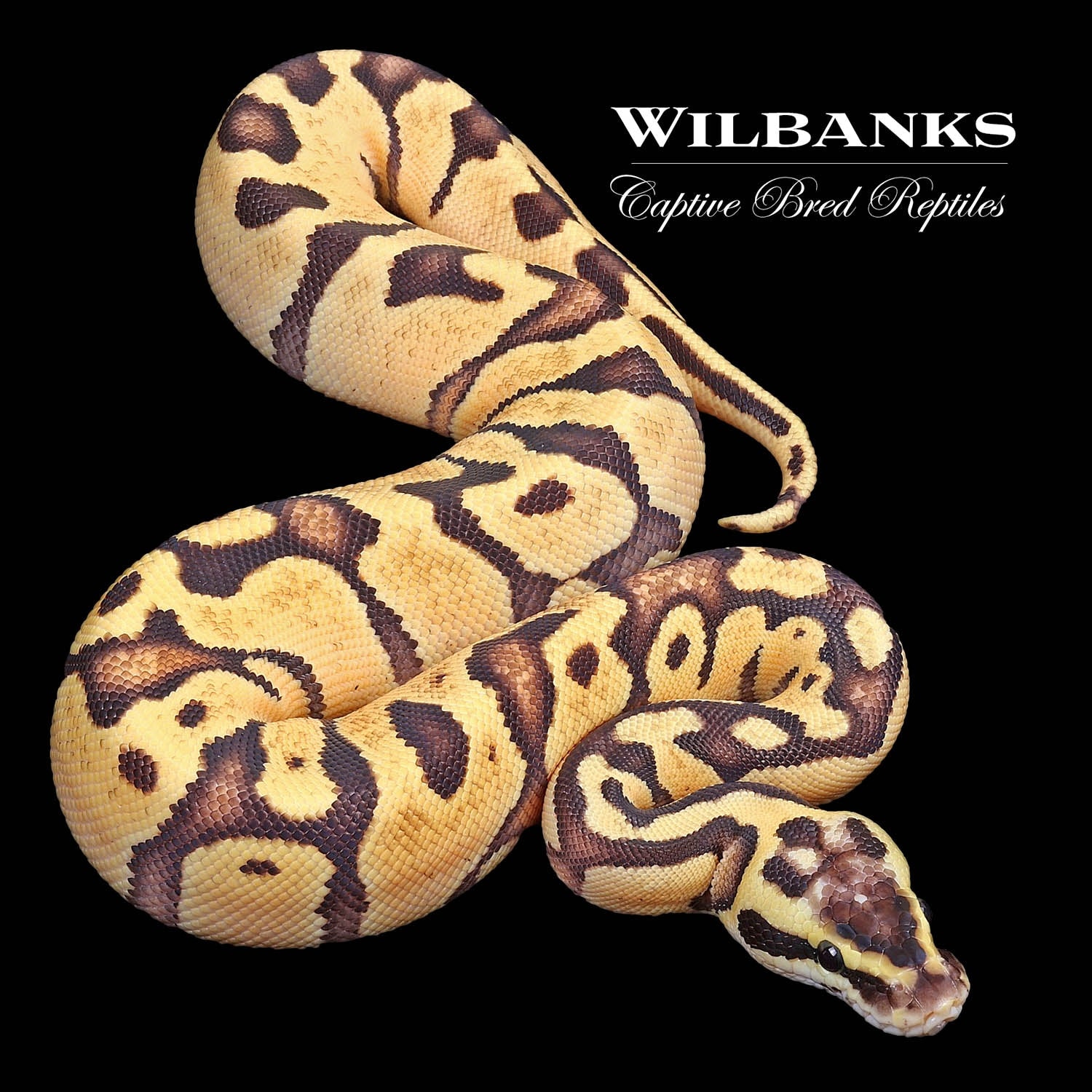 FireFly Enchi Ball Python by Wilbanks Captive Bred Reptiles - MorphMarket