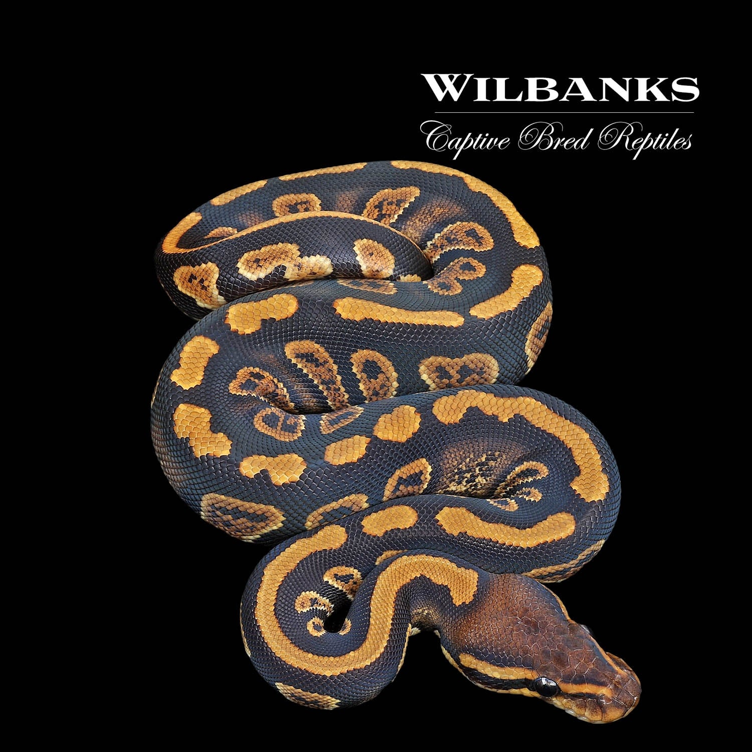 Stranger Ball Python by Wilbanks Captive Bred Reptiles - MorphMarket