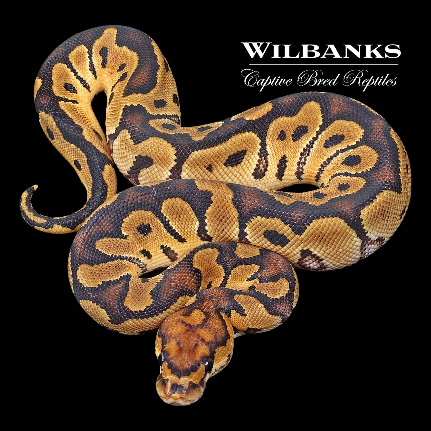 Clown Ball Python by Wilbanks Captive Bred Reptiles - MorphMarket