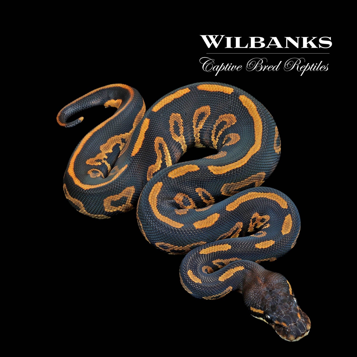 Leopard Blackhead 100% Het. Lavender Albino Ball Python by Wilbanks ...
