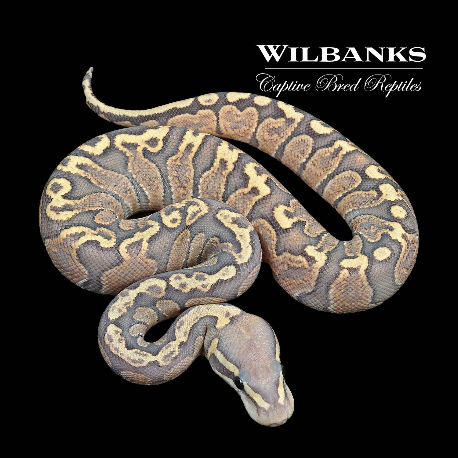 GHI Fire Ghost Ball Python by Wilbanks Captive Bred Reptiles - MorphMarket