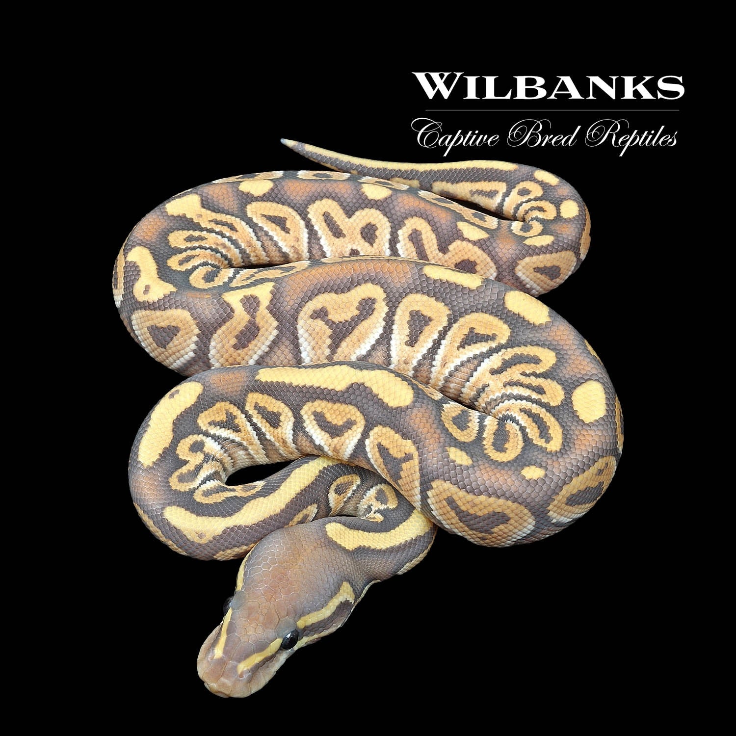 Mojave Ghost Ball Python by Wilbanks Captive Bred Reptiles - MorphMarket