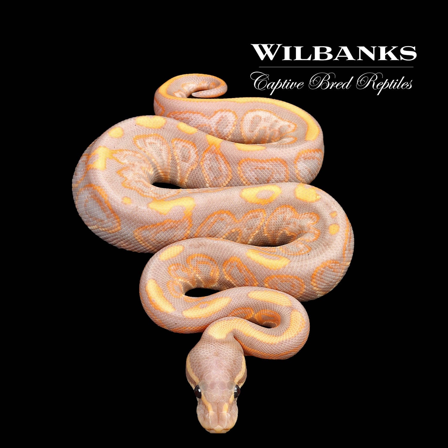 Banana Black Pastel Ball Python by Wilbanks Captive Bred Reptiles ...