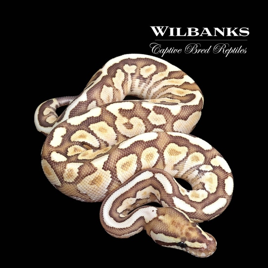 Nuclear Spotnose Ball Python by Wilbanks Captive Bred Reptiles