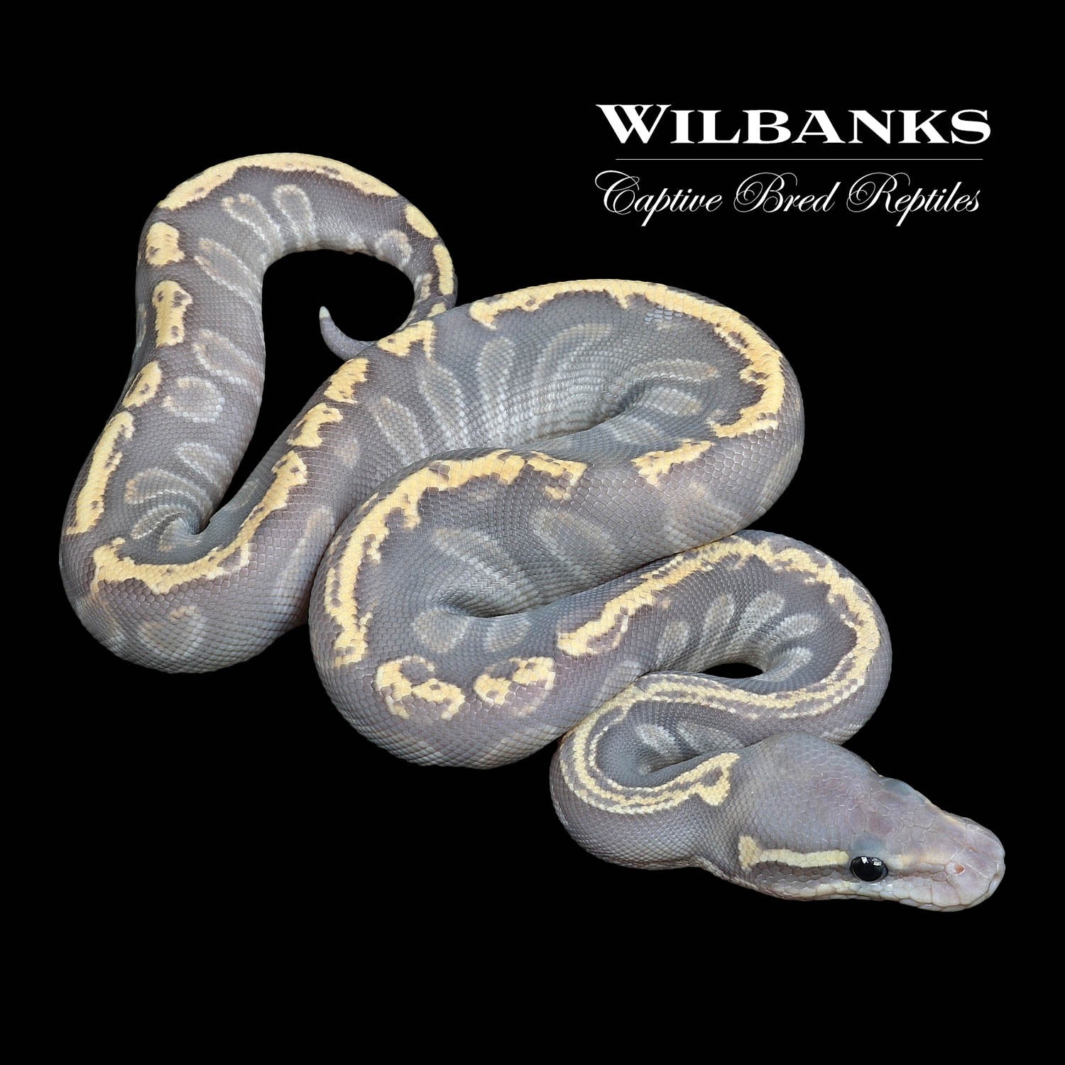 Mojave GHI Ghost Ball Python by Wilbanks Captive Bred Reptiles ...