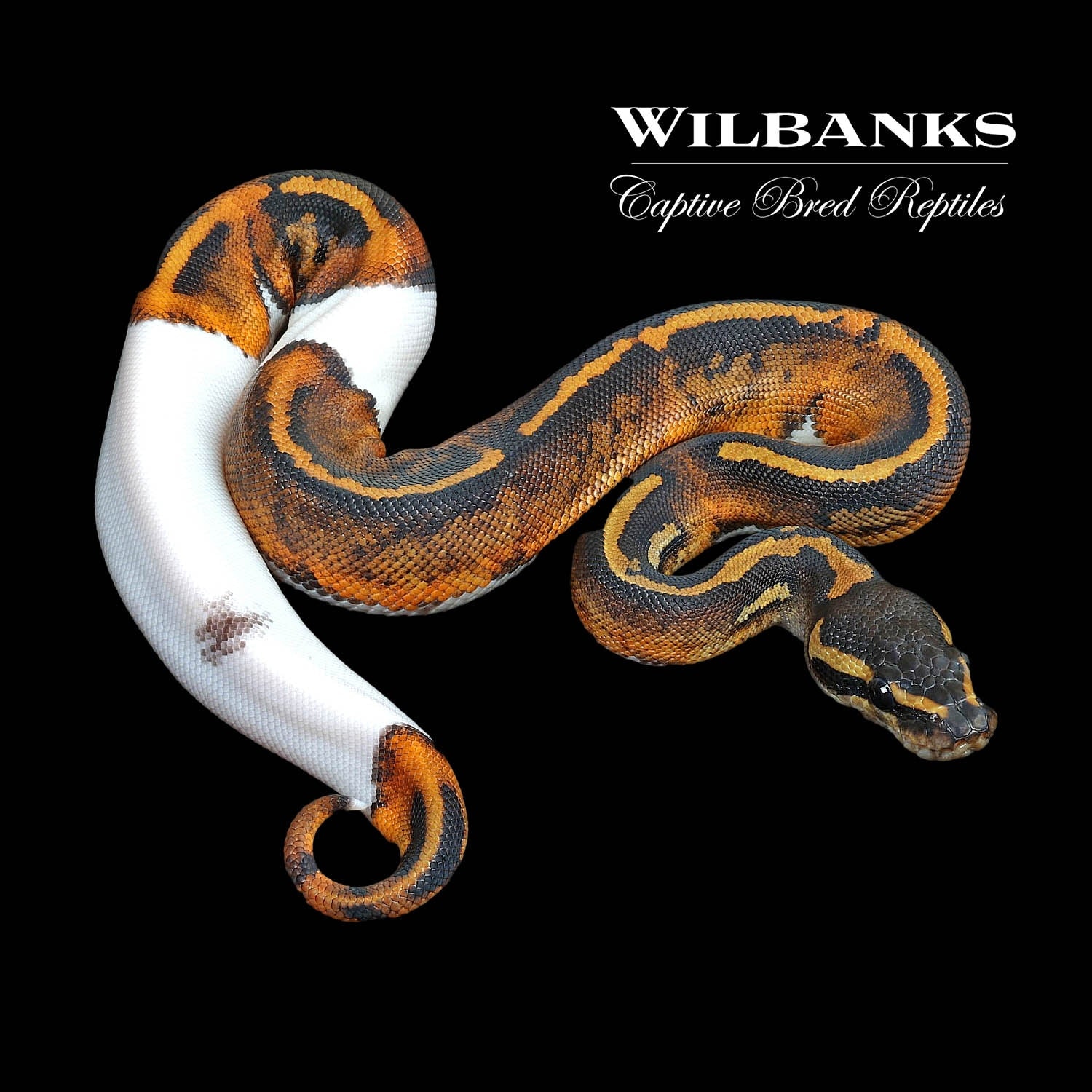 Mahogany Pied Ball Python by Wilbanks Captive Bred Reptiles - MorphMarket