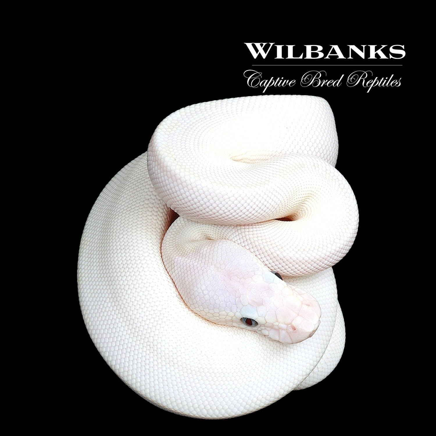 Blue Eyed Lucy (Butter Mojave) Ball Python by Wilbanks Captive Bred ...