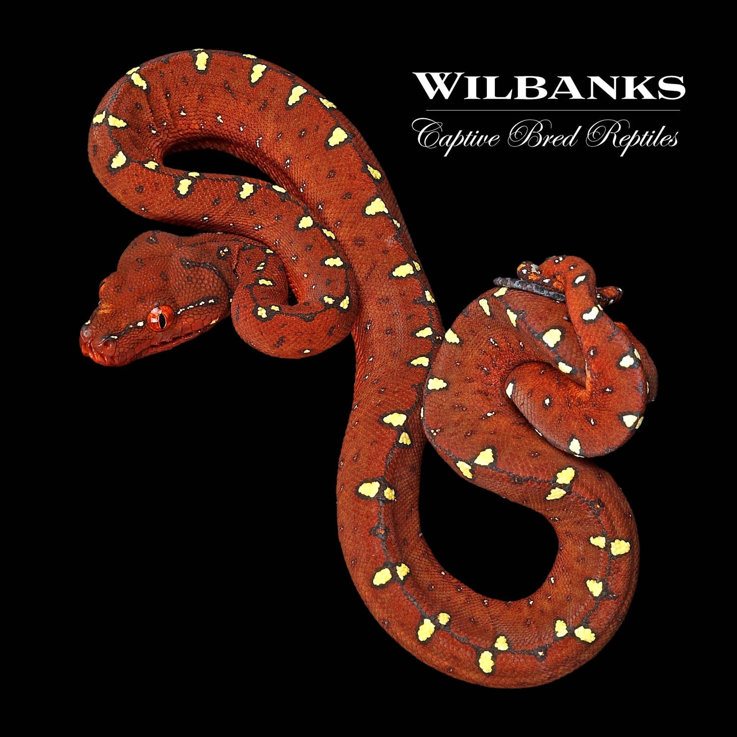 USCBB Cyclops Mountain Green Tree Python by Wilbanks Captive Bred ...