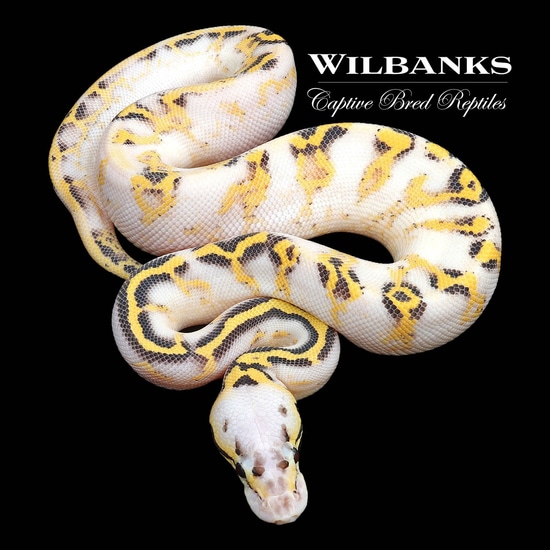 Super Pastel Freeway Ball Python by Wilbanks Captive Bred Reptiles