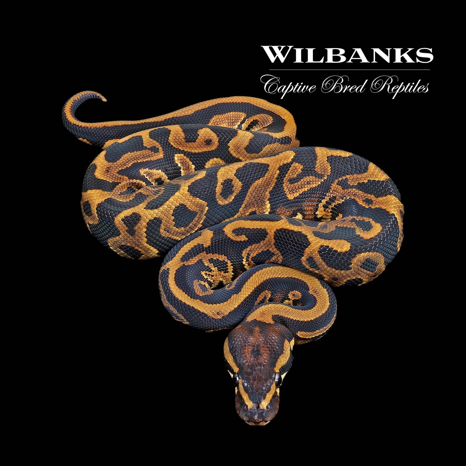 Leopard 100% Het. Lavender Albino Ball Python by Wilbanks Captive Bred ...