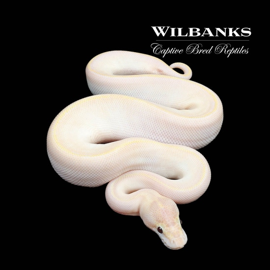 Banana Ivory Ball Python by Wilbanks Captive Bred Reptiles