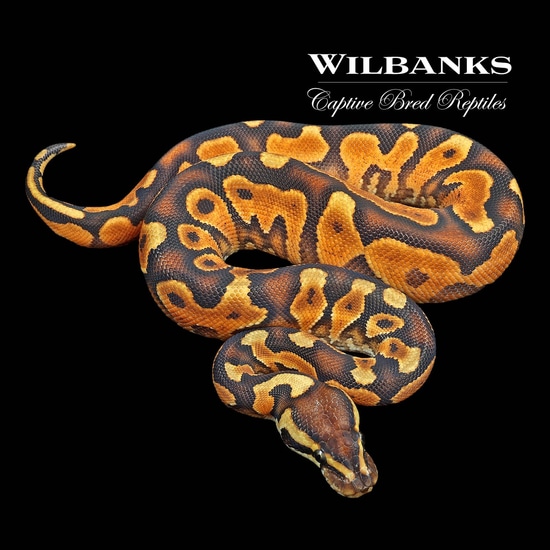 Enchi Cinnamon Yellow Belly Or Asphalt Ball Python by Wilbanks Captive ...