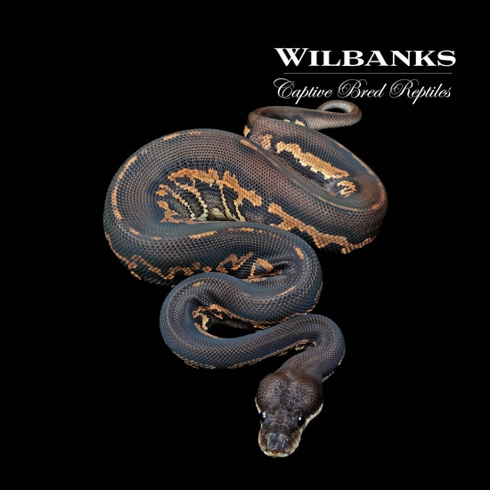 Leopard Blackhead Cinnamon 100% Het. Lavender Albino Ball Python by ...