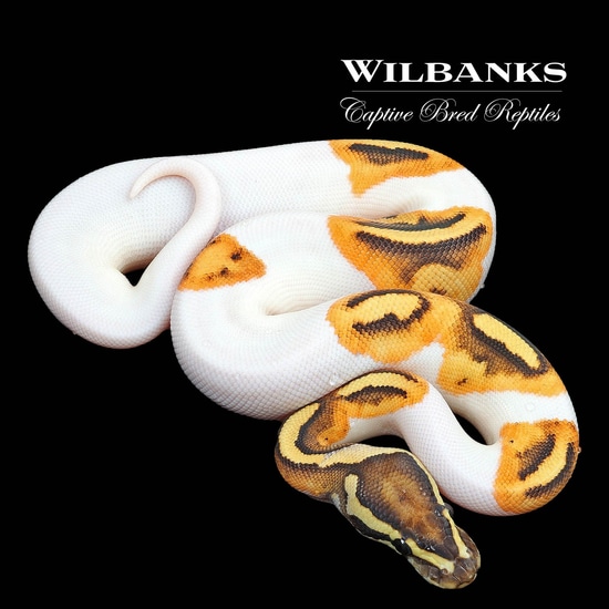 Fire Pied Ball Python by Wilbanks Captive Bred Reptiles
